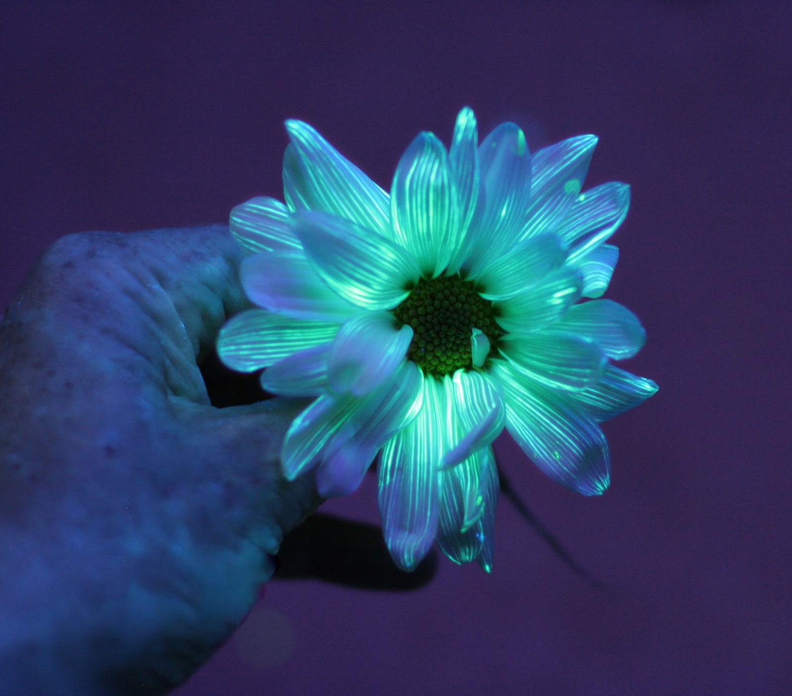 Shiny Flowers