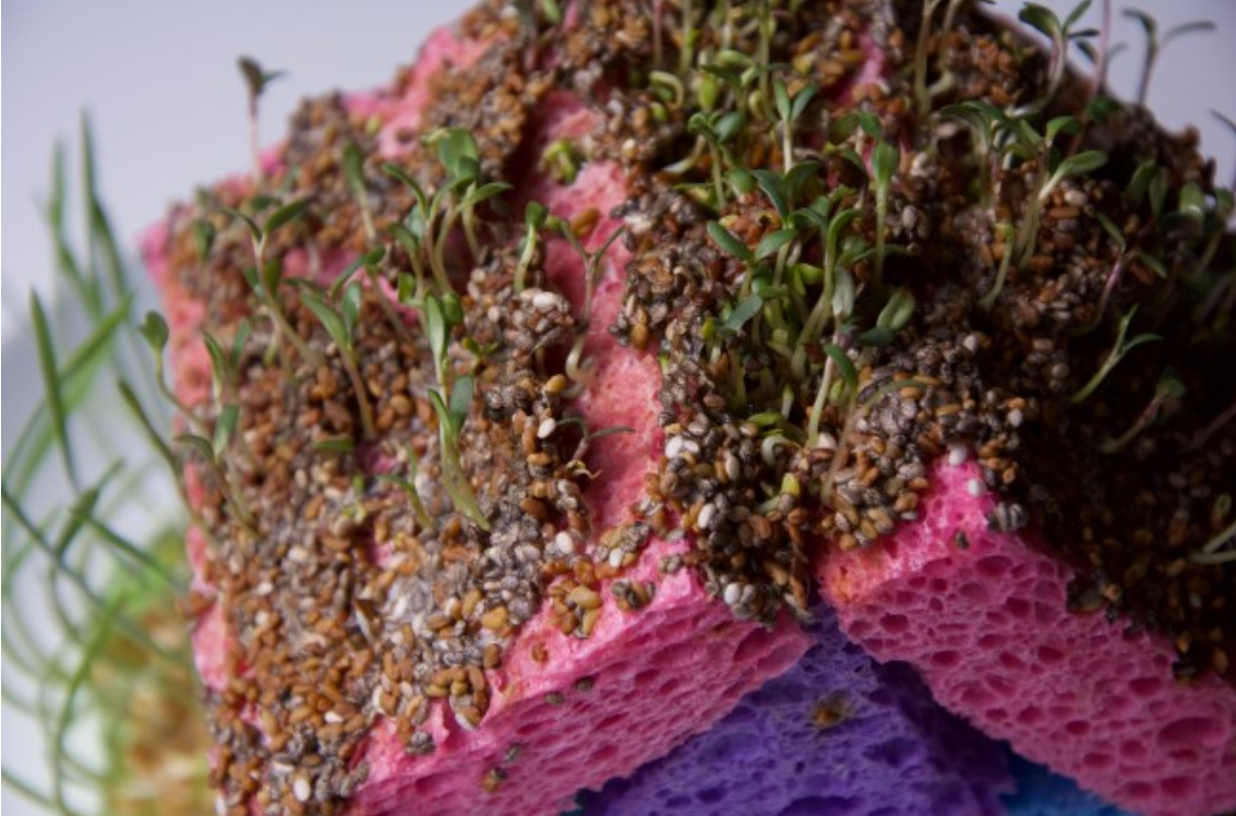 STEAM Saturday – Sprout House! (4/27/2024) - Critchlow Adkins Children ...