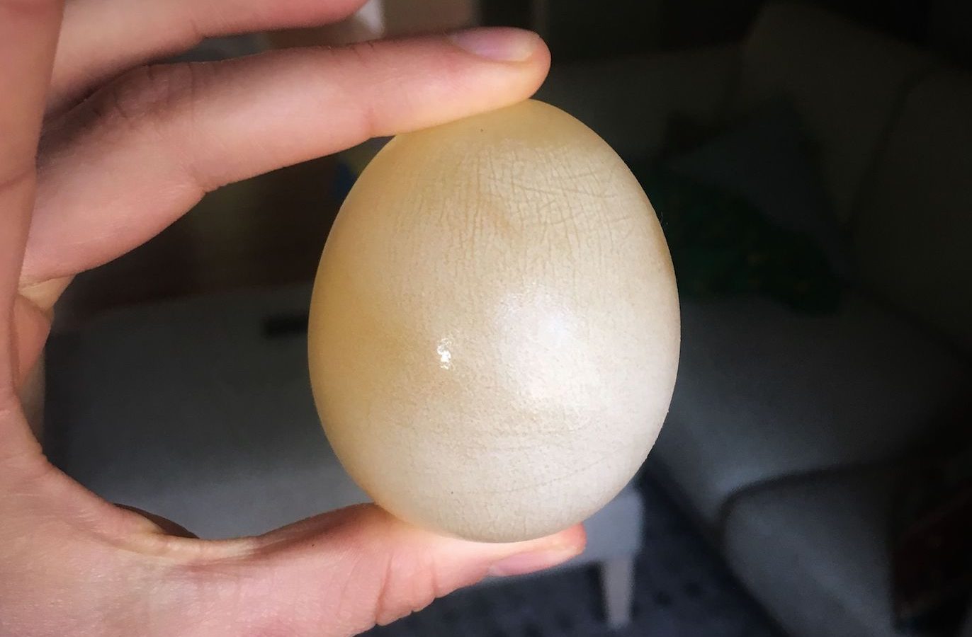 Disappearing Egg Shell! - Critchlow Adkins Children's Centers